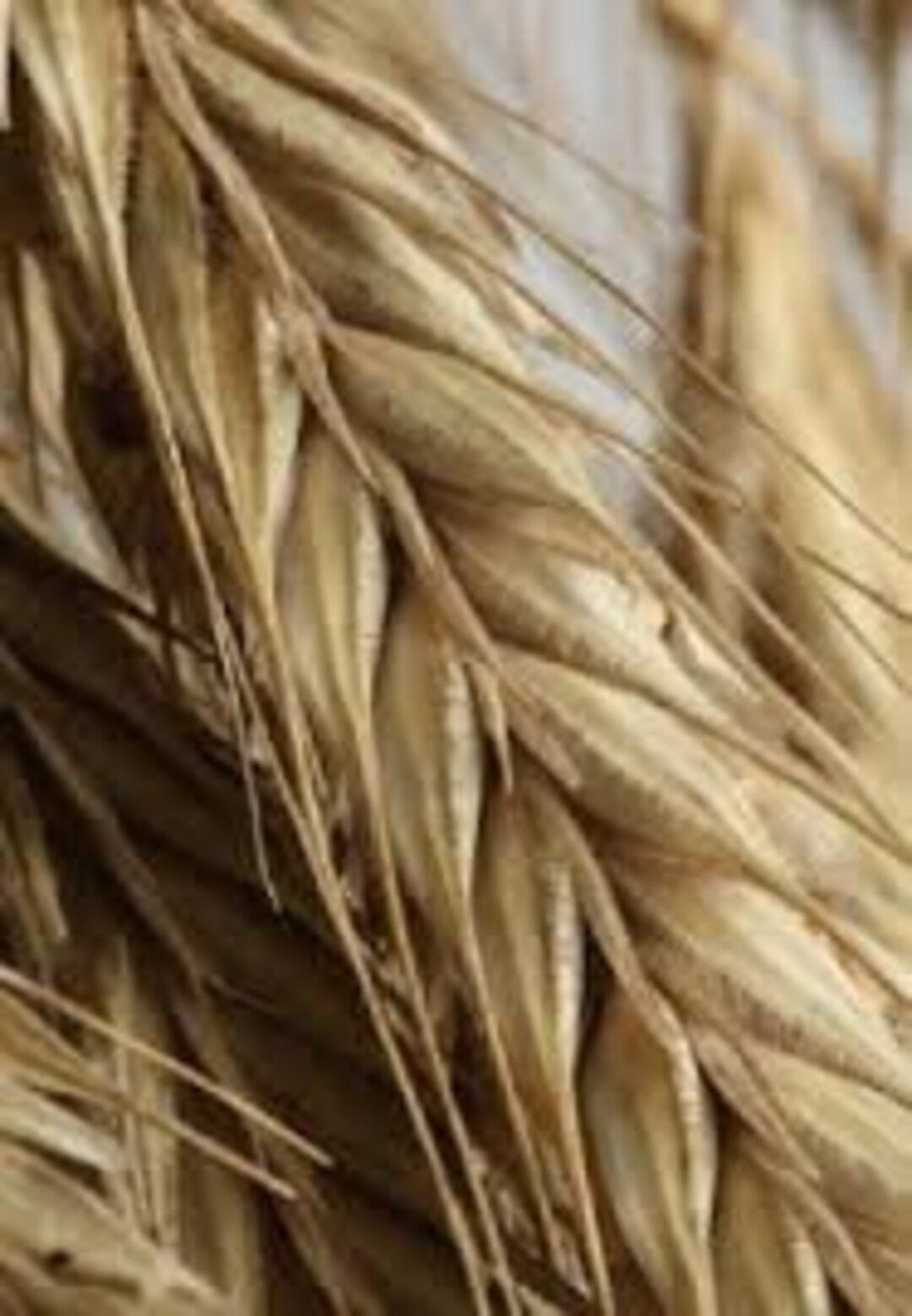 Oat Oil Virgin Organic - Etsy