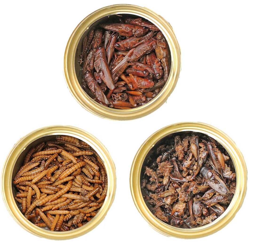 3 Pack Canned Insect Assortment Healthy High Protein Treat for ...