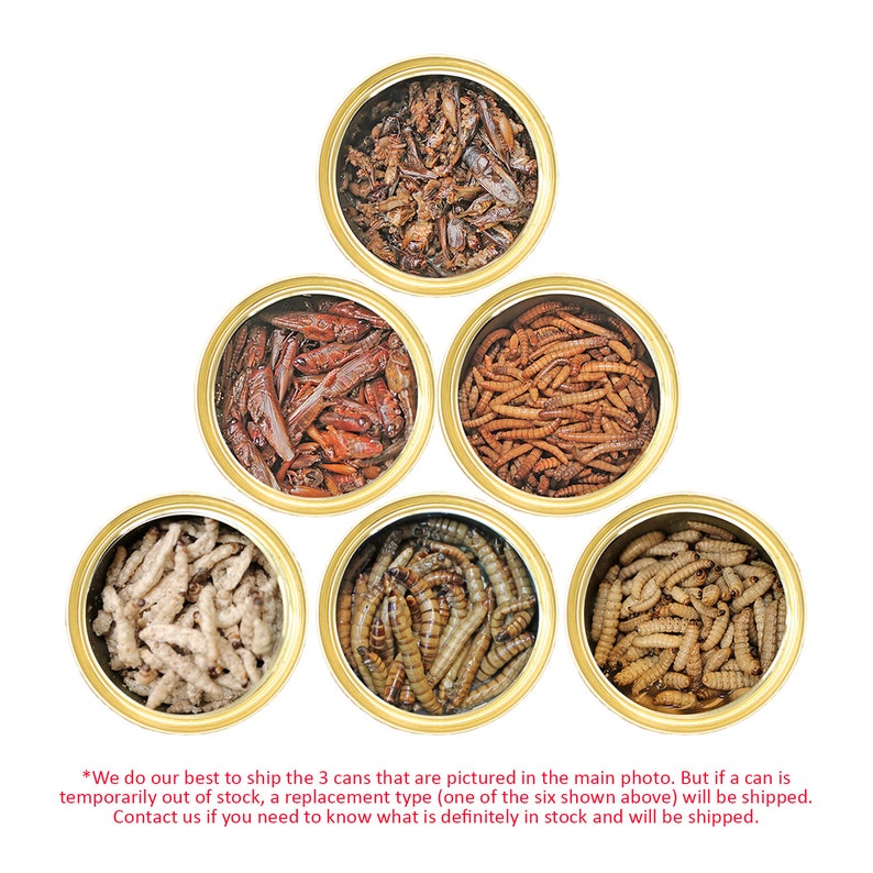 3 Pack Canned Insect Assortment Healthy High Protein Treat | Etsy