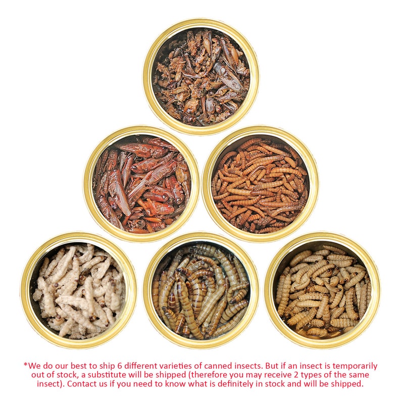 6 Pack Canned Insect Assortment Healthy High Protein Treat - Etsy