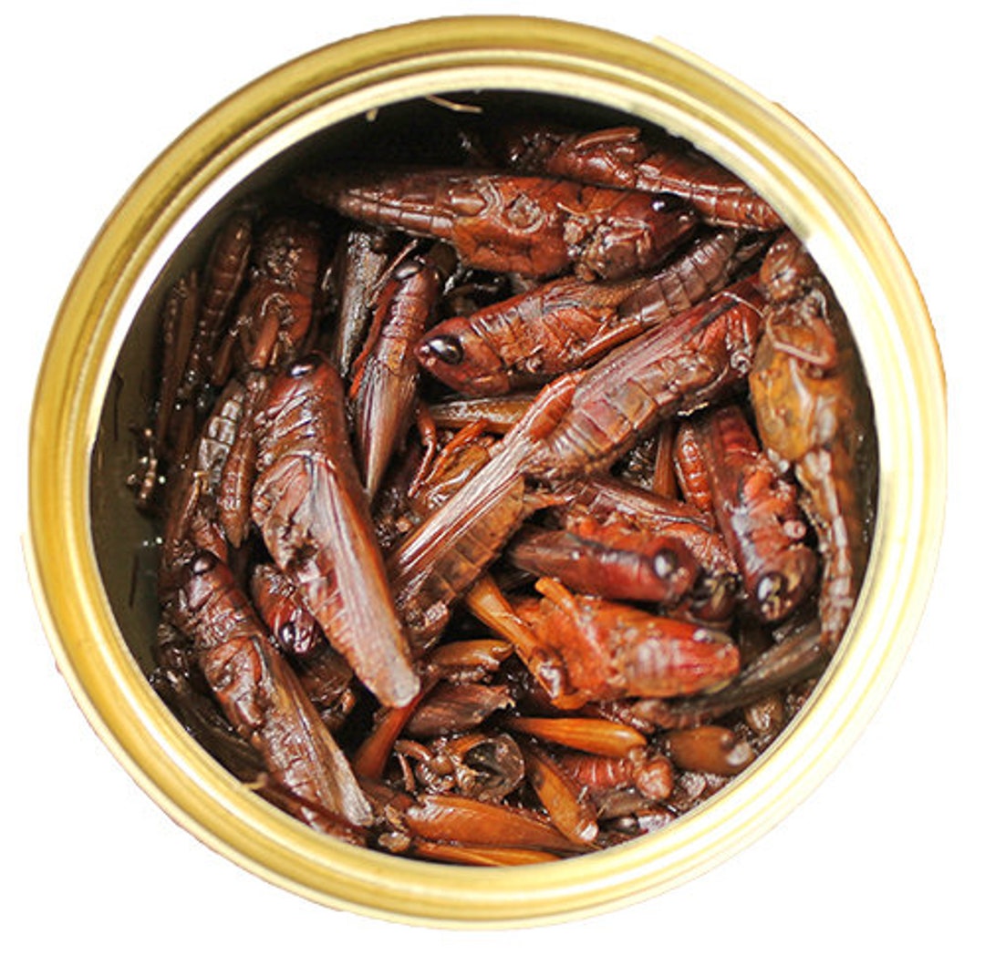 Canned Grasshoppers Healthy High Protein Treat for - Etsy