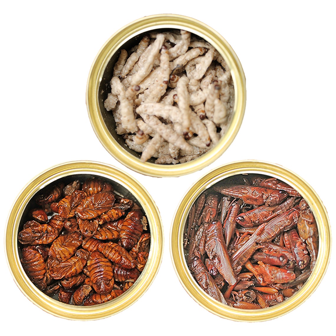 3 Pack Canned Insect Assortment Healthy High Protein Treat | Etsy