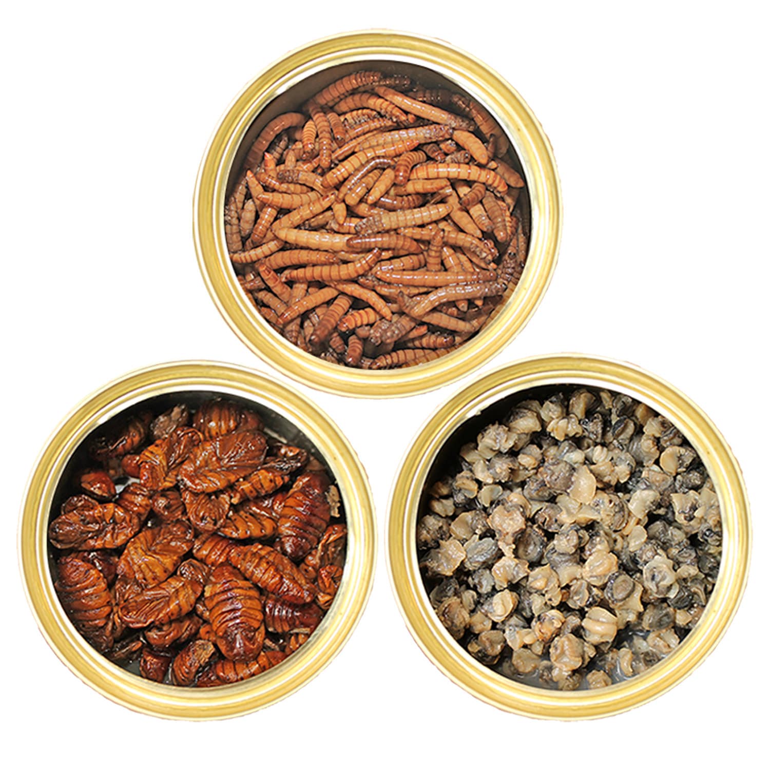 3 Pack Canned Insect Assortment Healthy High Protein Treat | Etsy