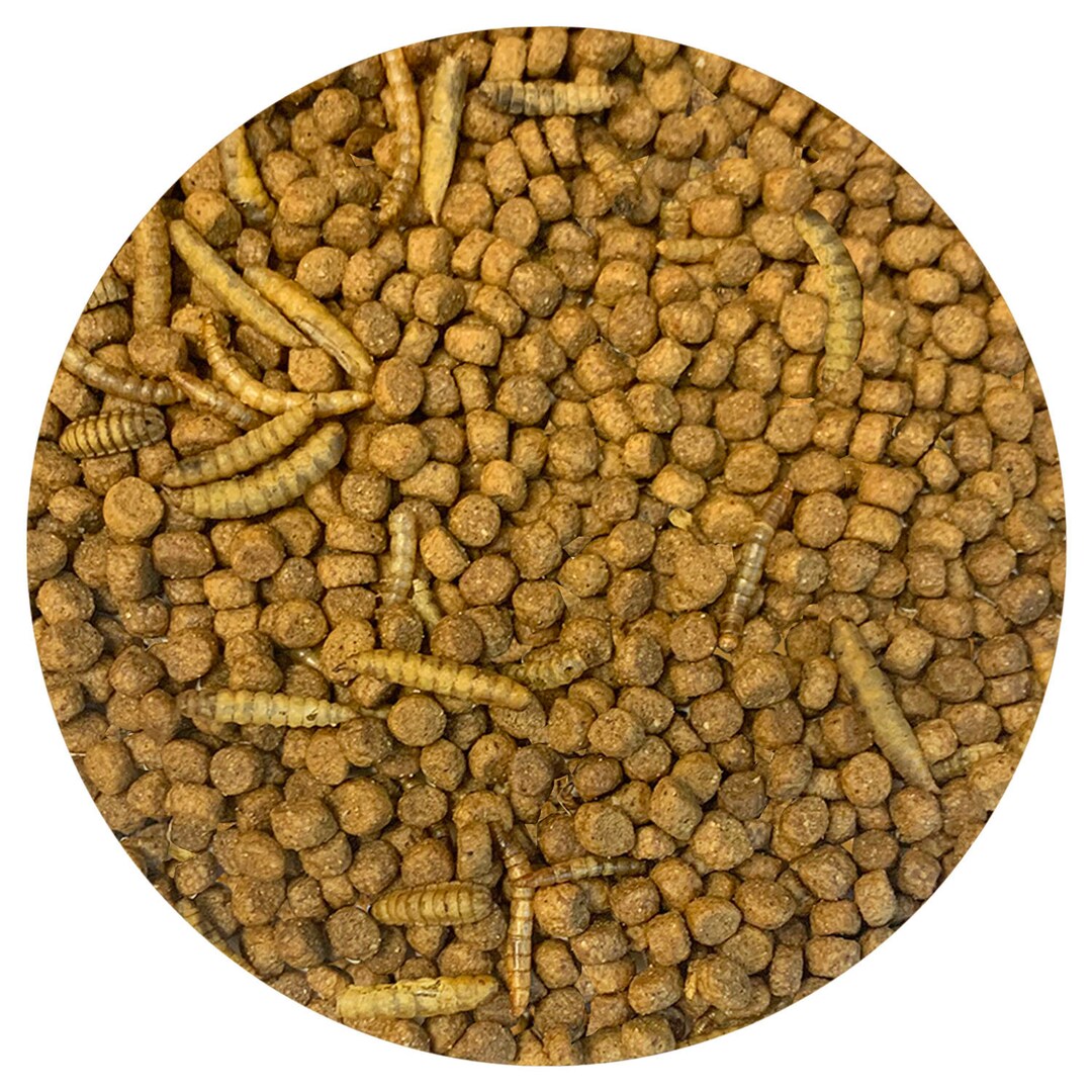 Hedgehog Essential Healthy and Natural Kibble Food Balanced Nutritious ...