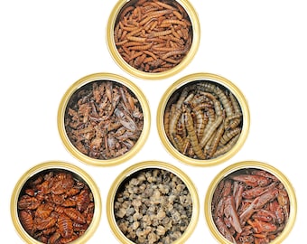 3 Pack Canned Insect Assortment Healthy High Protein Treat | Etsy