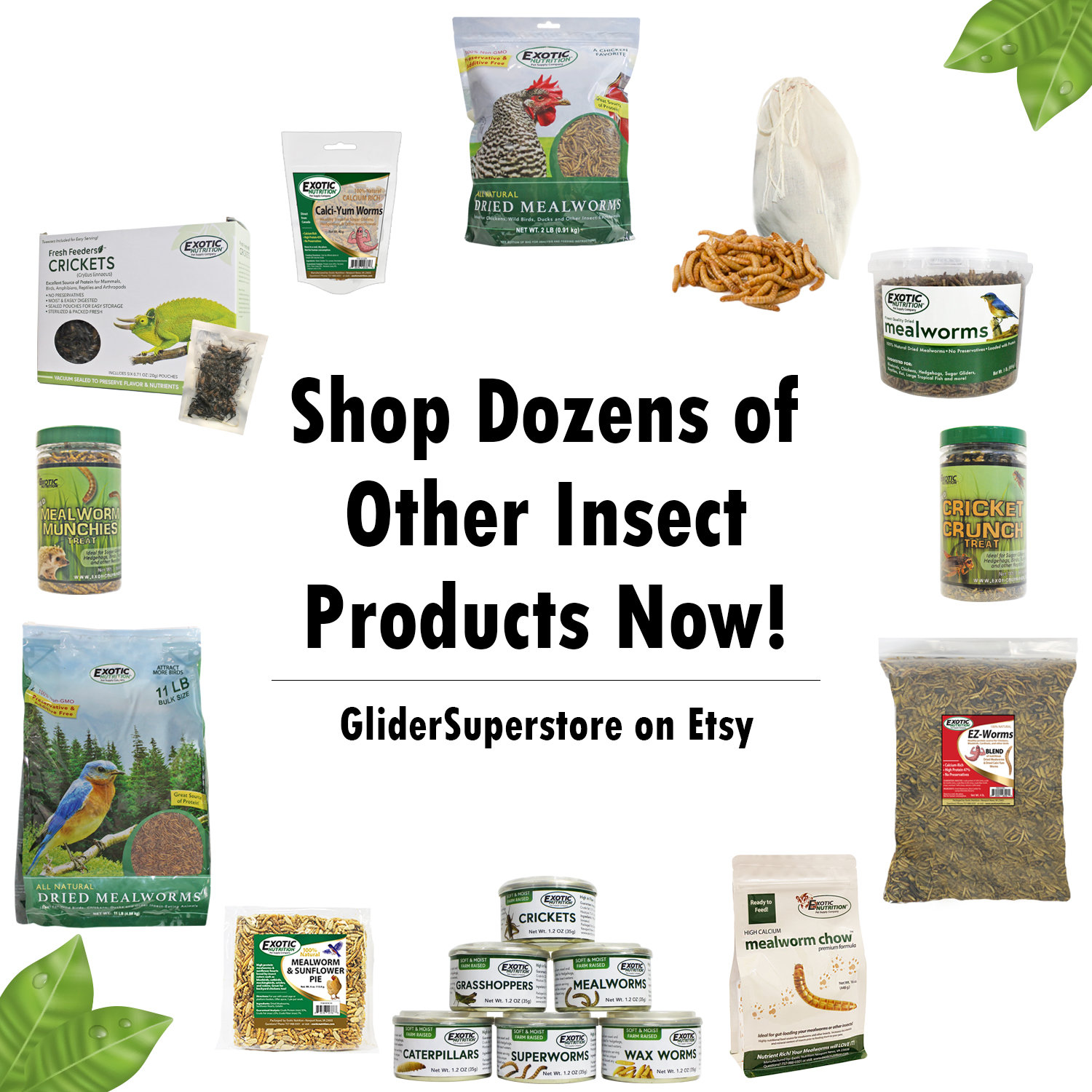 3 Pack Canned Insect Assortment Healthy High Protein Treat - Etsy