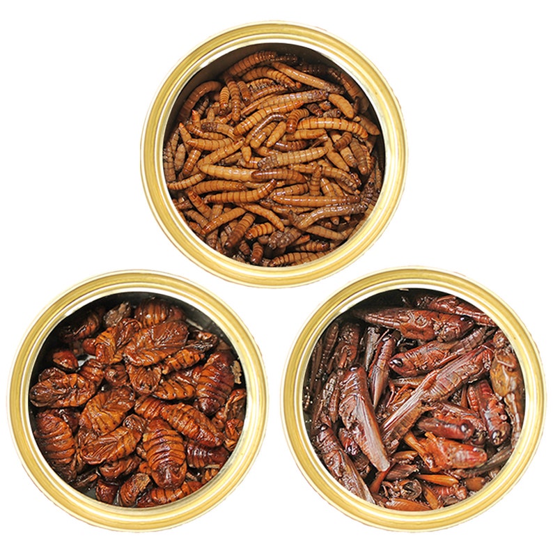 3 Pack Canned Insect Assortment Healthy High Protein Treat - Etsy