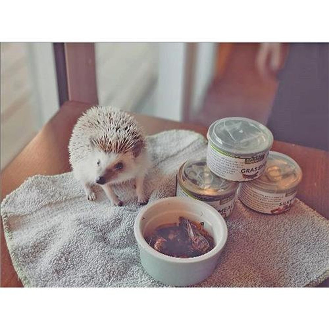 3 Pack Canned Insect Assortment Healthy High Protein Treat - Etsy