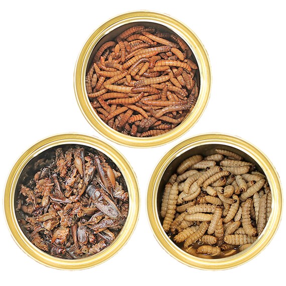 3 Pack Canned Insect Assortment Healthy High Protein Treat | Etsy