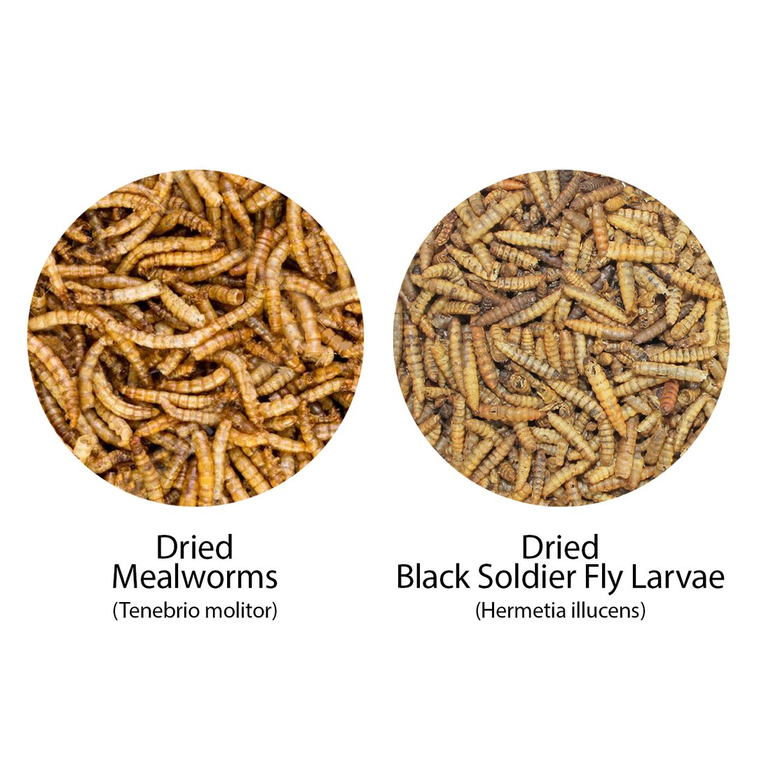 Worm Value Pack Dried Mealworms & BSFL Sugar Glider, Rat, Hedgehog ...