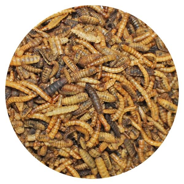 Dried Insects - Etsy