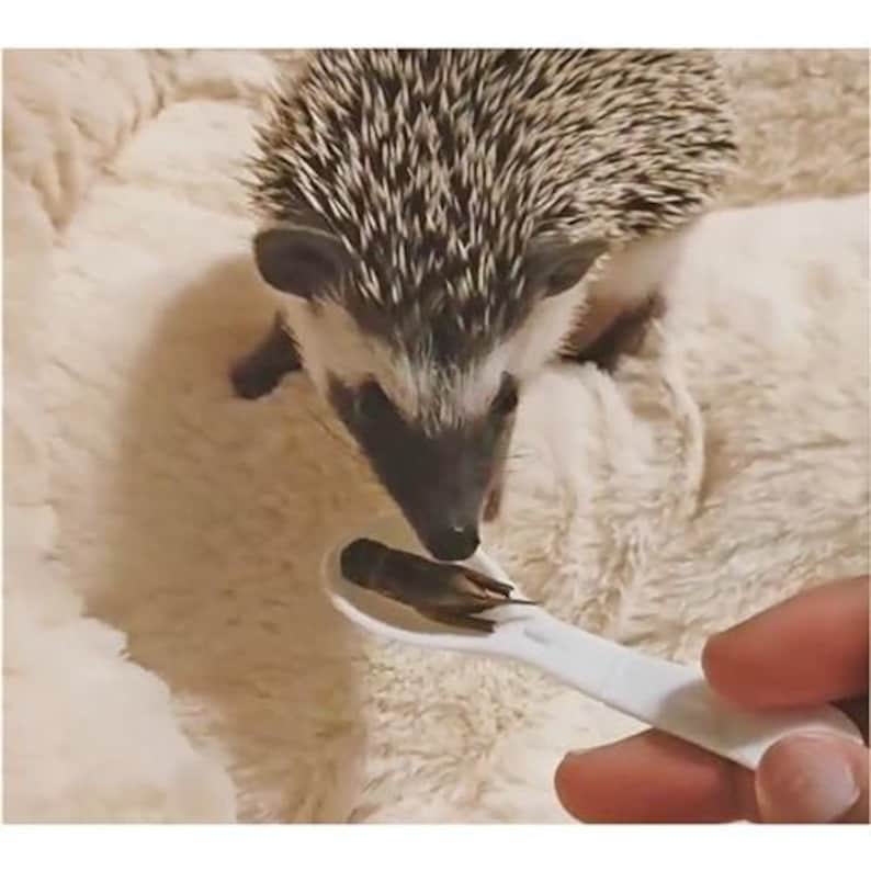 3 Pack Canned Insect Assortment Healthy High Protein Treat - Etsy