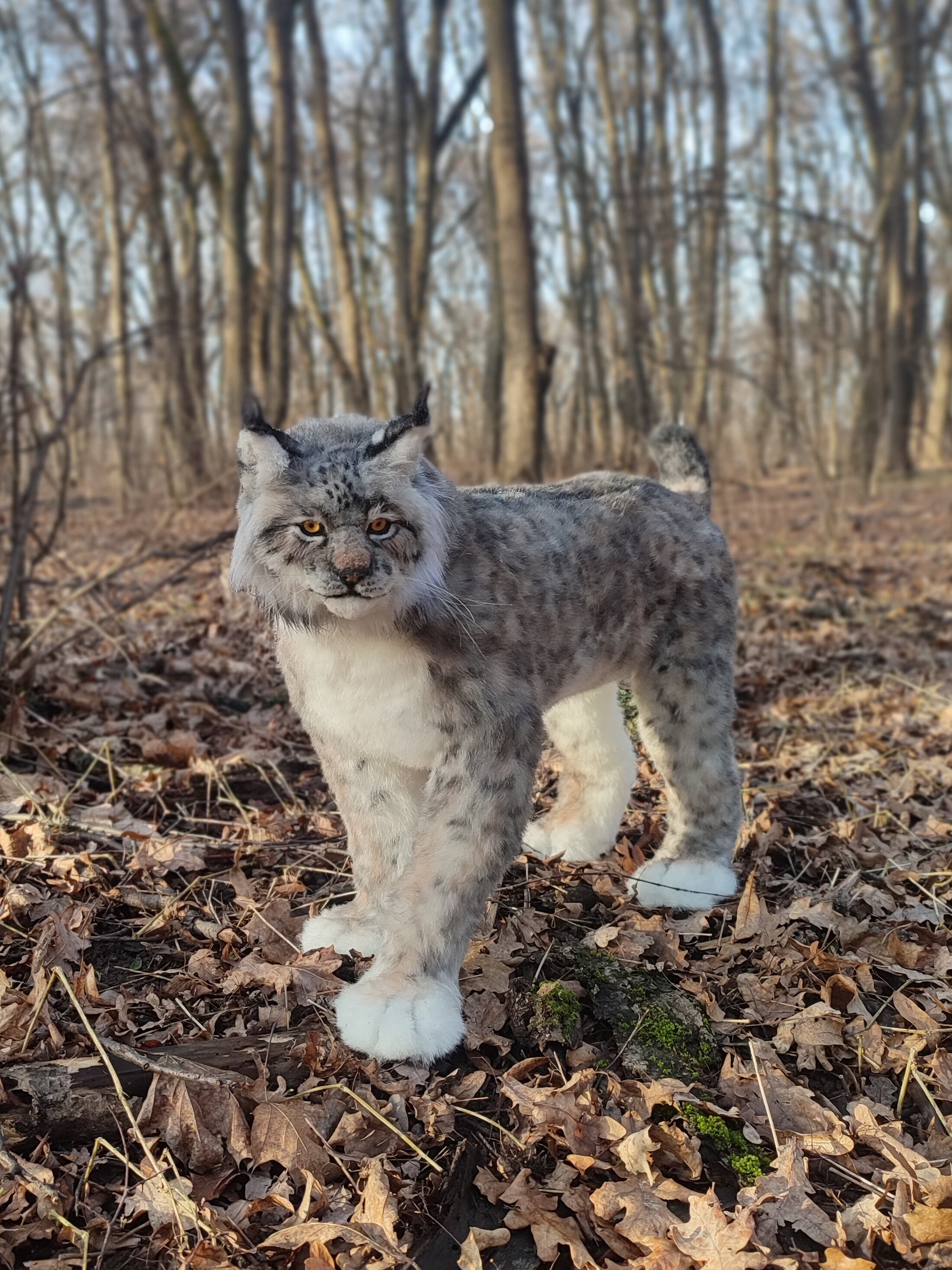 Canadian Lynx Animal