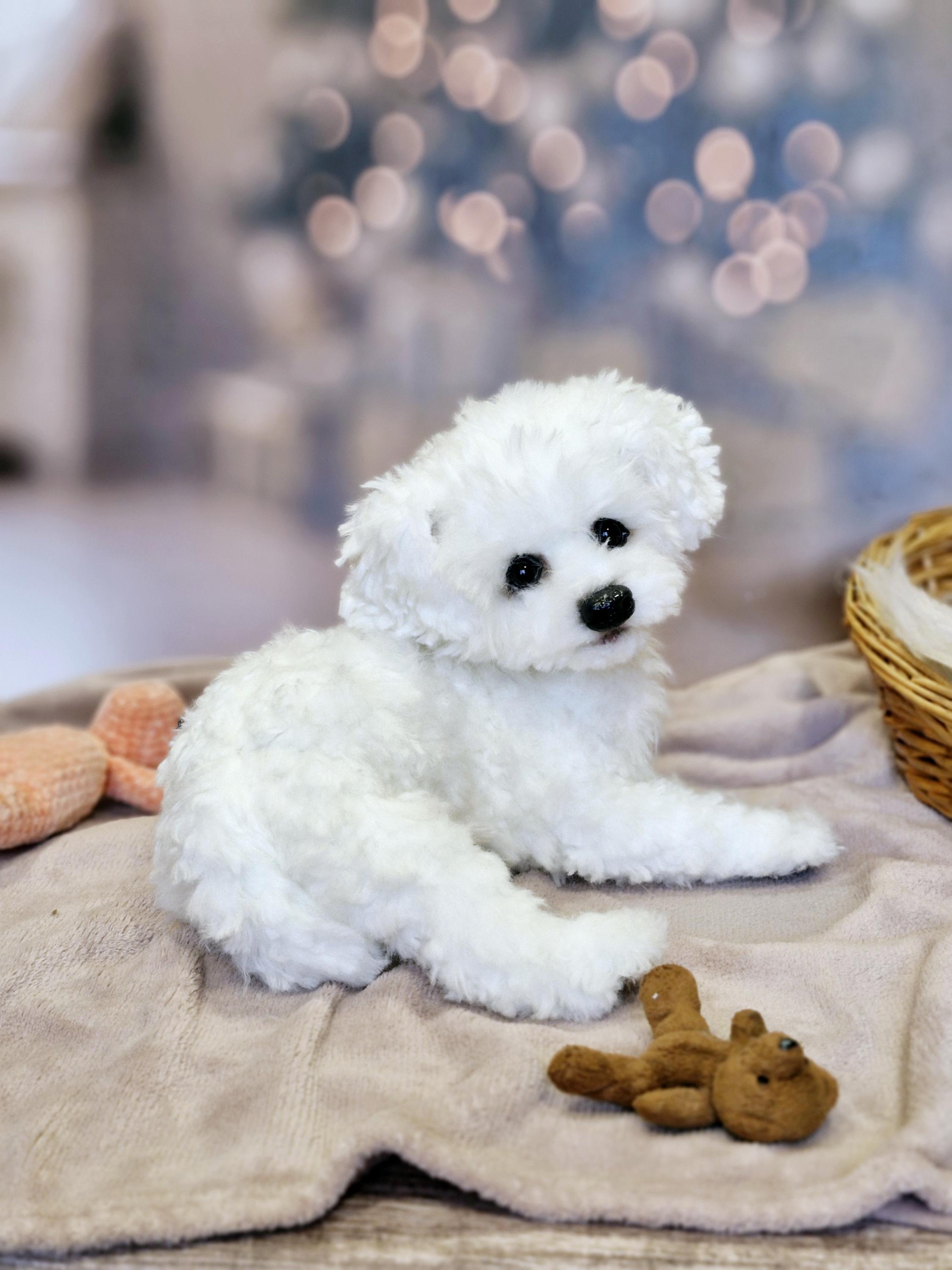 Realistic Poodle Puppy Author's Doll Made of Faux Fur OOAK Plush Dog - Etsy