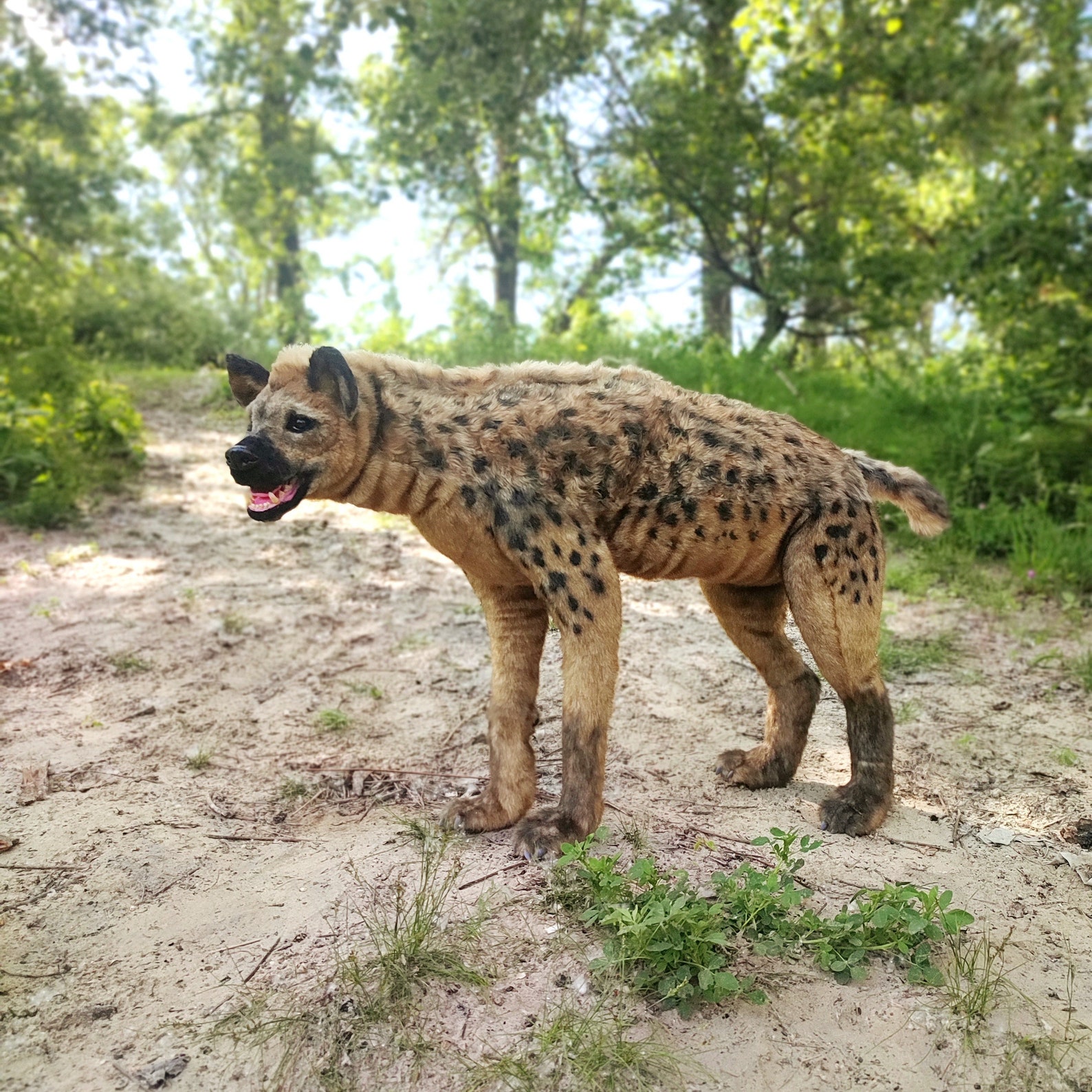 Spotted Hyena Realistic Art Doll Artificial Stuffed Animal - Etsy