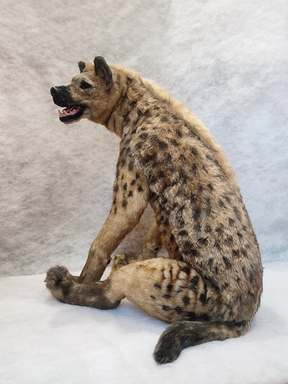 Spotted Hyena Realistic Art Doll Artificial Stuffed Animal | Etsy