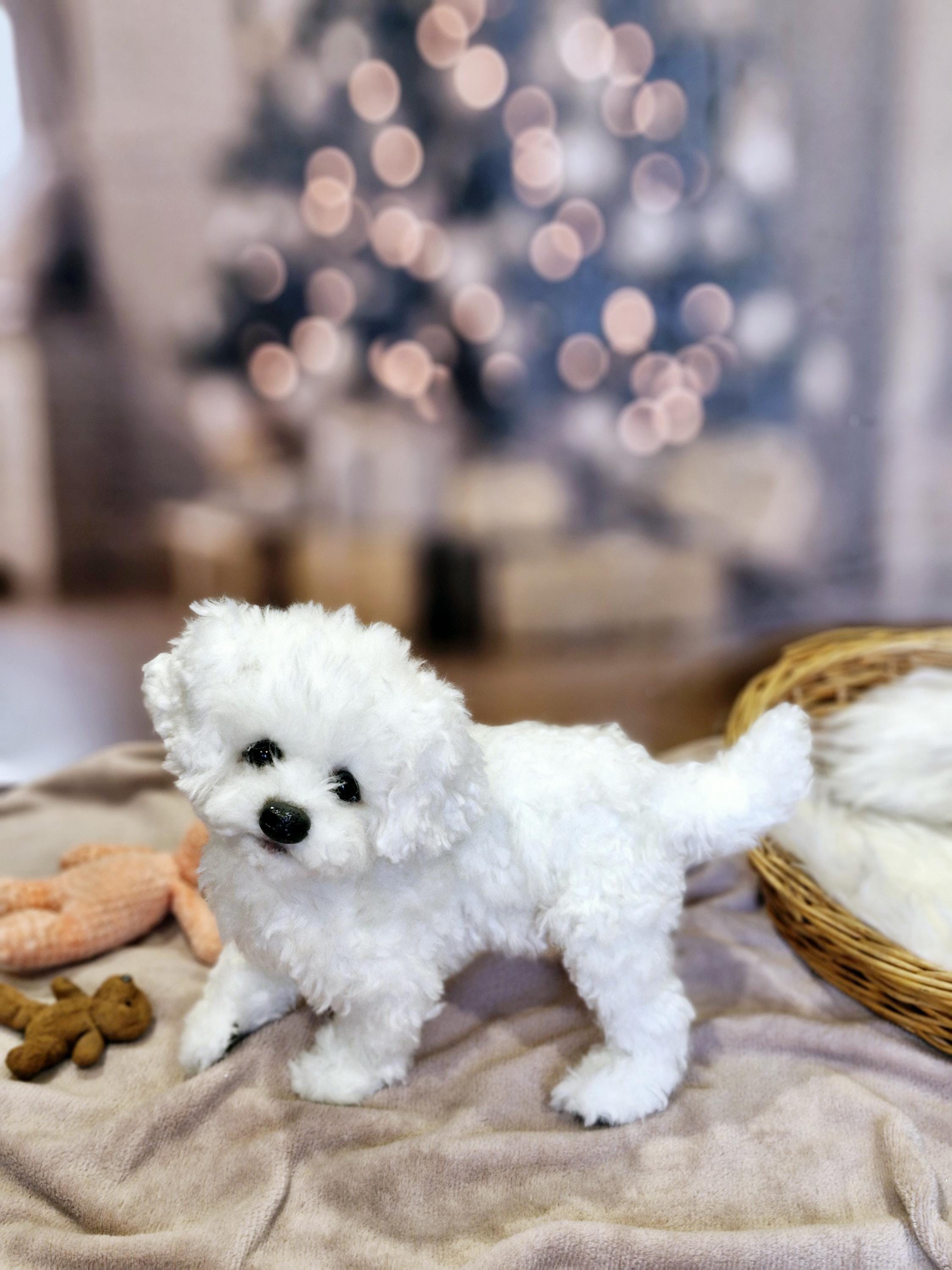 Realistic Poodle Puppy Author's Doll Made of Faux Fur OOAK Plush Dog - Etsy