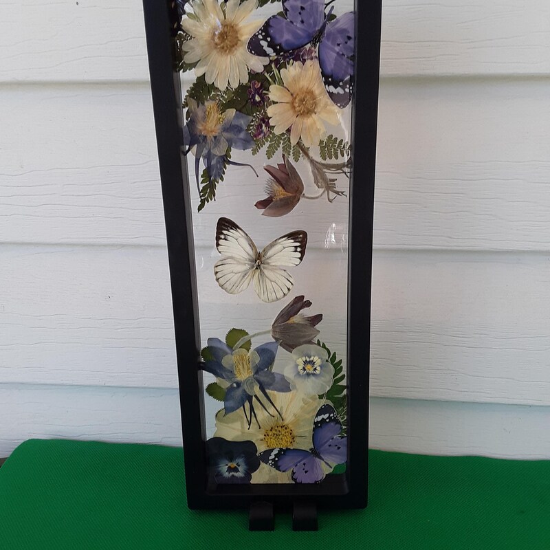 Real Butterfly Framed - Etsy
