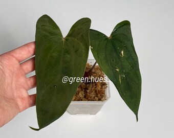 Tezula Anthurium Red Crystallinum X (jay Vannini Anthurium ...