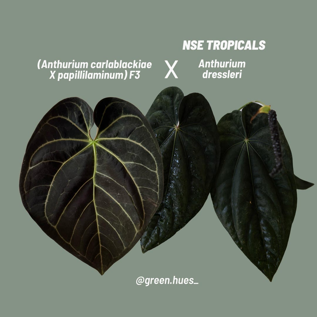 Anthurium (carlablackiae X Anthurium Papillilaminum) F3 X NSE Anthurium Dressleri ONE-LEAF ...