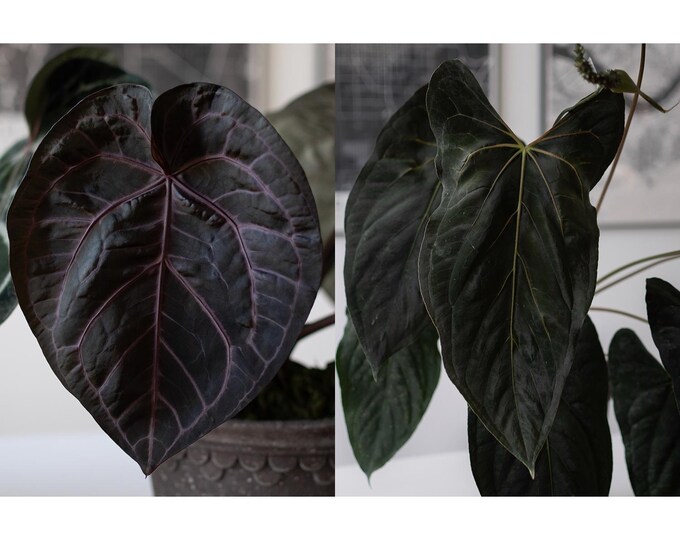 Tezula Anthurium Red Crystallinum X (jay Vannini Anthurium ...