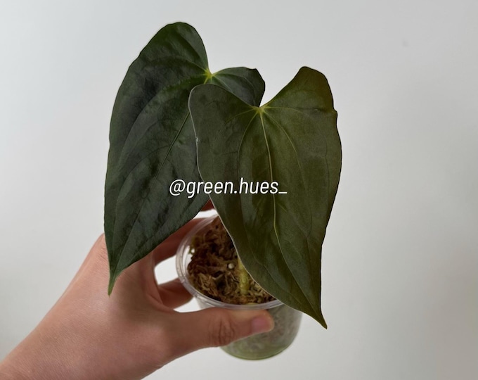 Jay Vannini (anthurium Papillilaminum Ralph Lynam X Fort Sherman) X ...