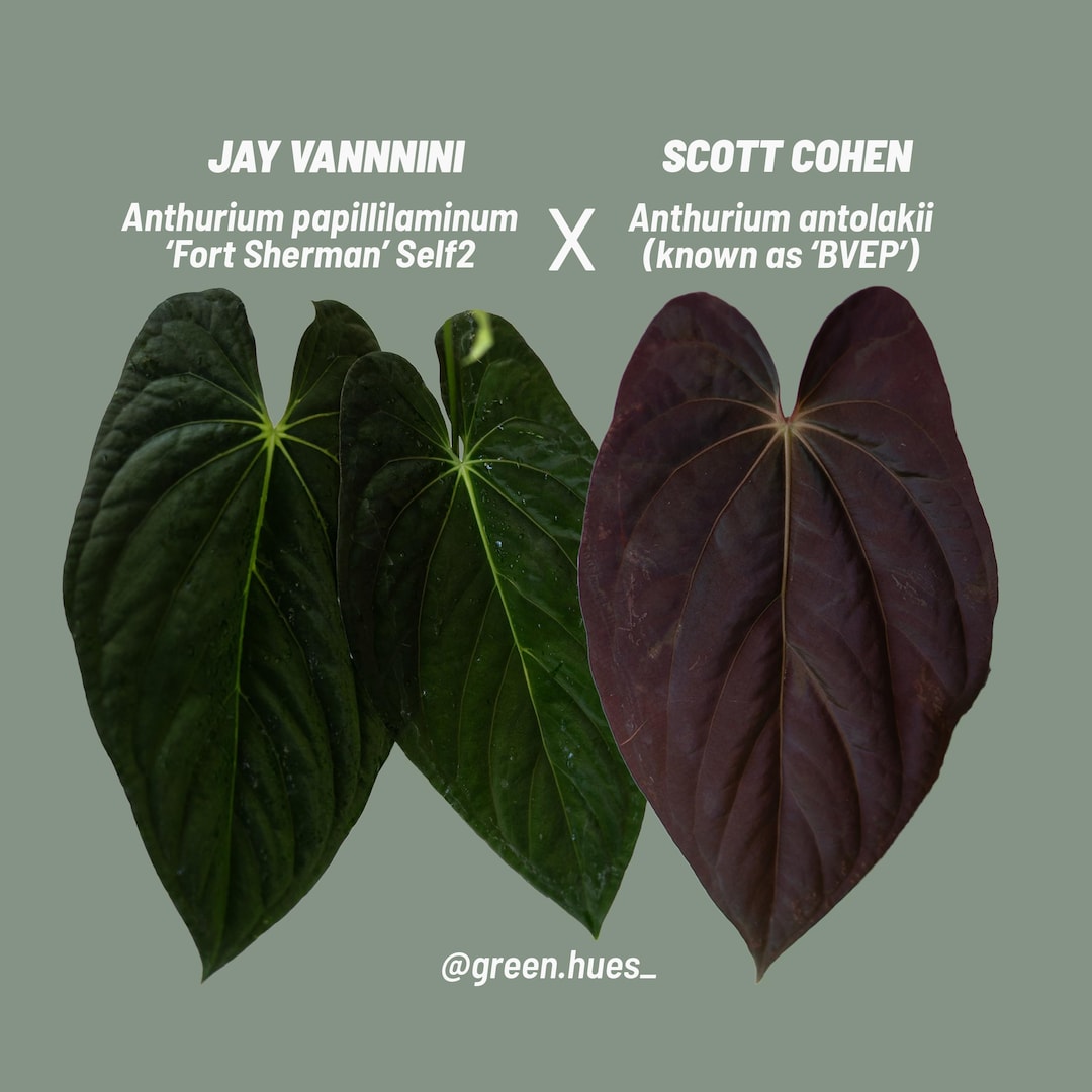 Jay Vannini Anthurium Papillilaminum 'fort Sherman' Self2 X Scott Cohen ...
