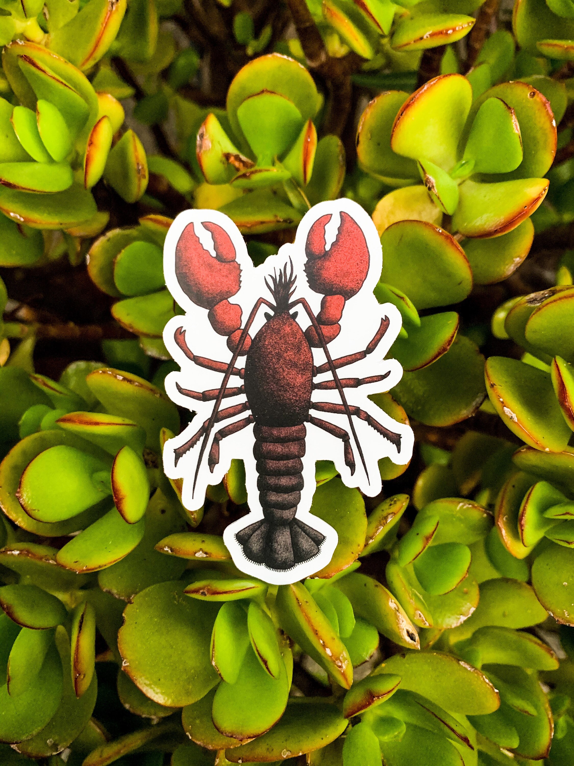 Red Lobster Vinyl Sticker - Etsy