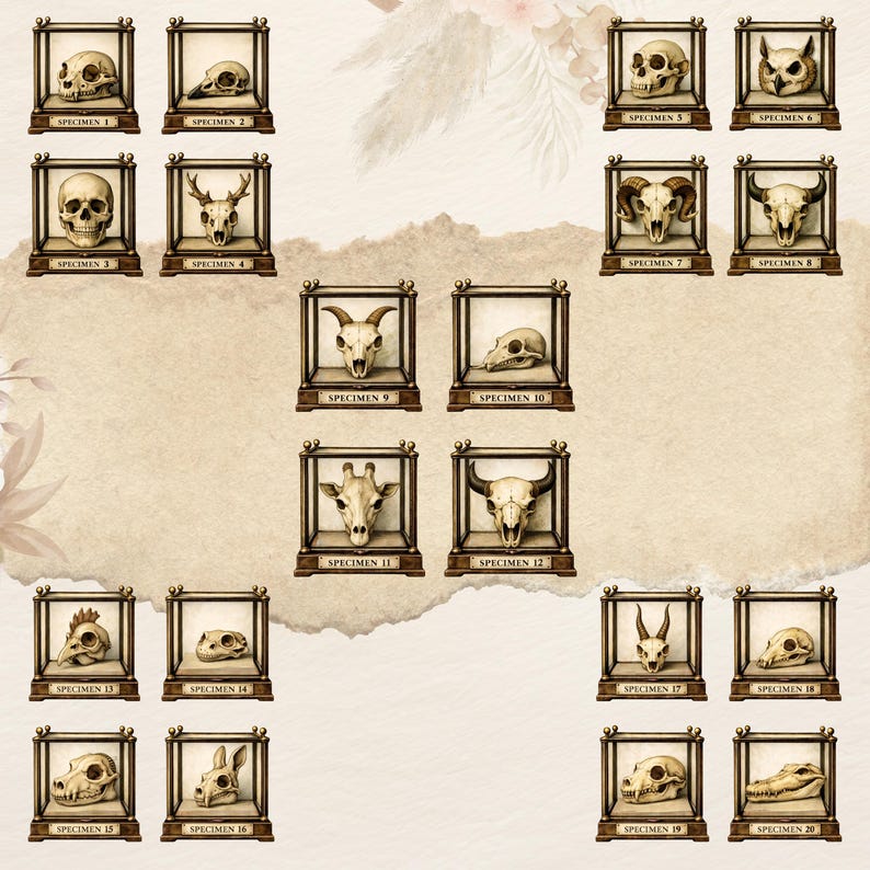 Vintage Animal Skull Cabinets Clipart, Dark Academia Specimen Display ...