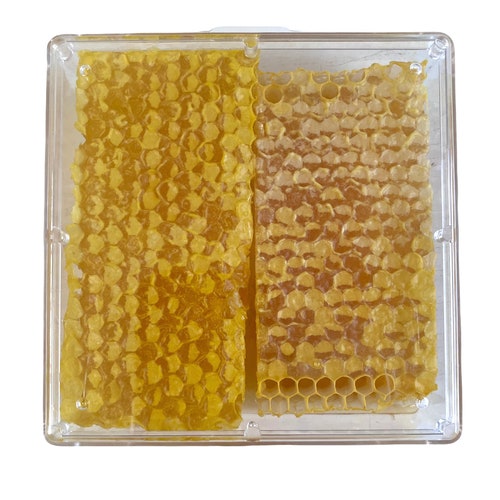 Raw Honey Comb Container 8-10 Oz. Natures Gum Honeycomb All | Etsy