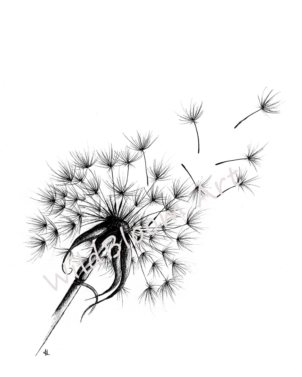Dandelion Line Drawing Botanical Print Flower Print - Etsy