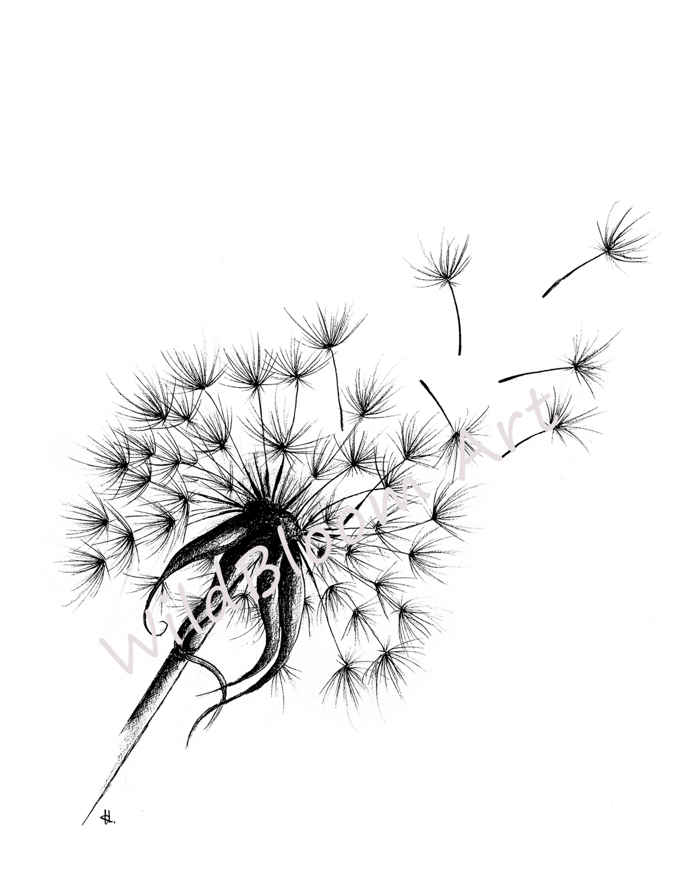 Dandelion Line Drawing, Botanical Print, Flower Print, Illustration ...
