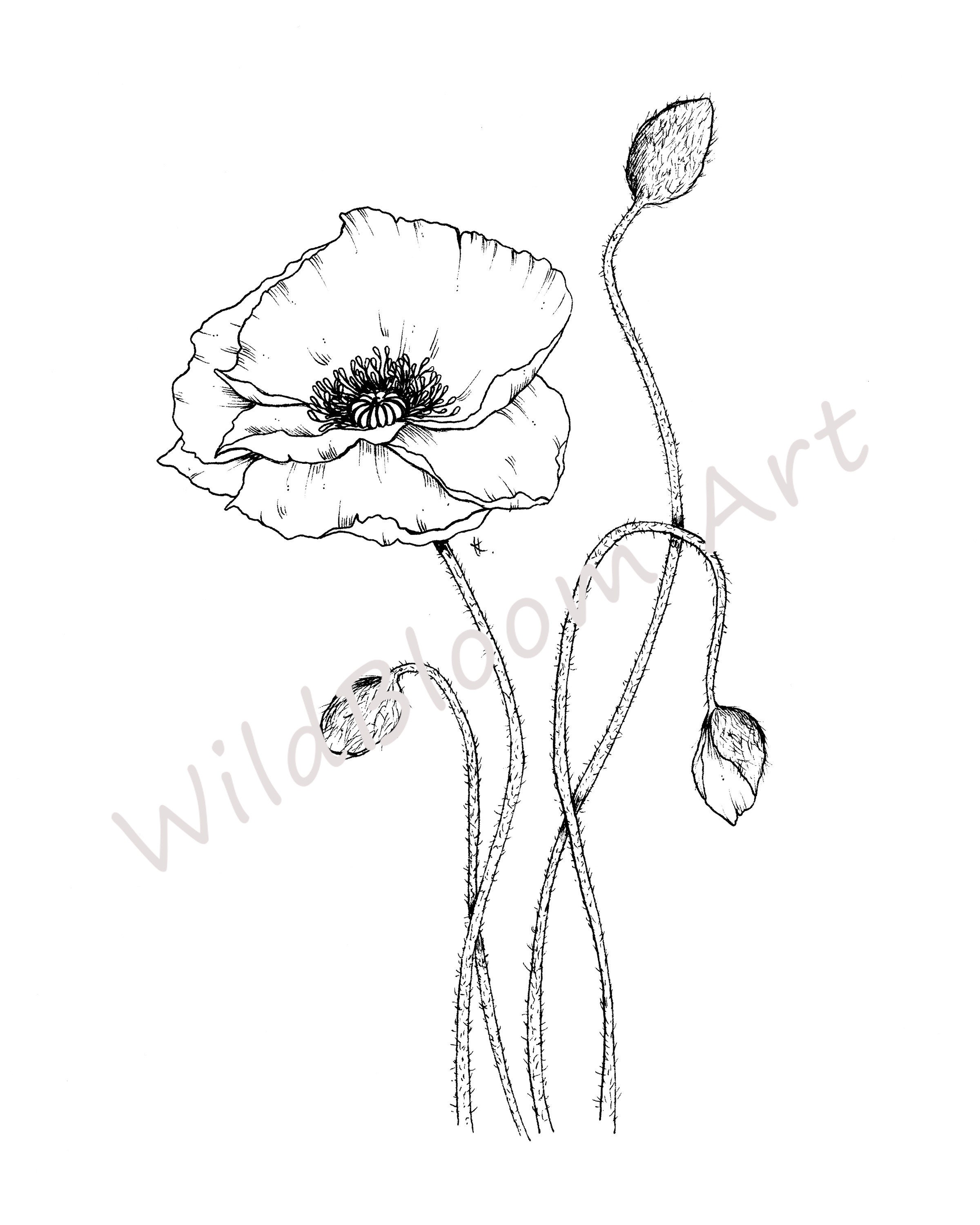 Poppy Line Drawing, Digital Download, Botanical Illustration, Botanical ...