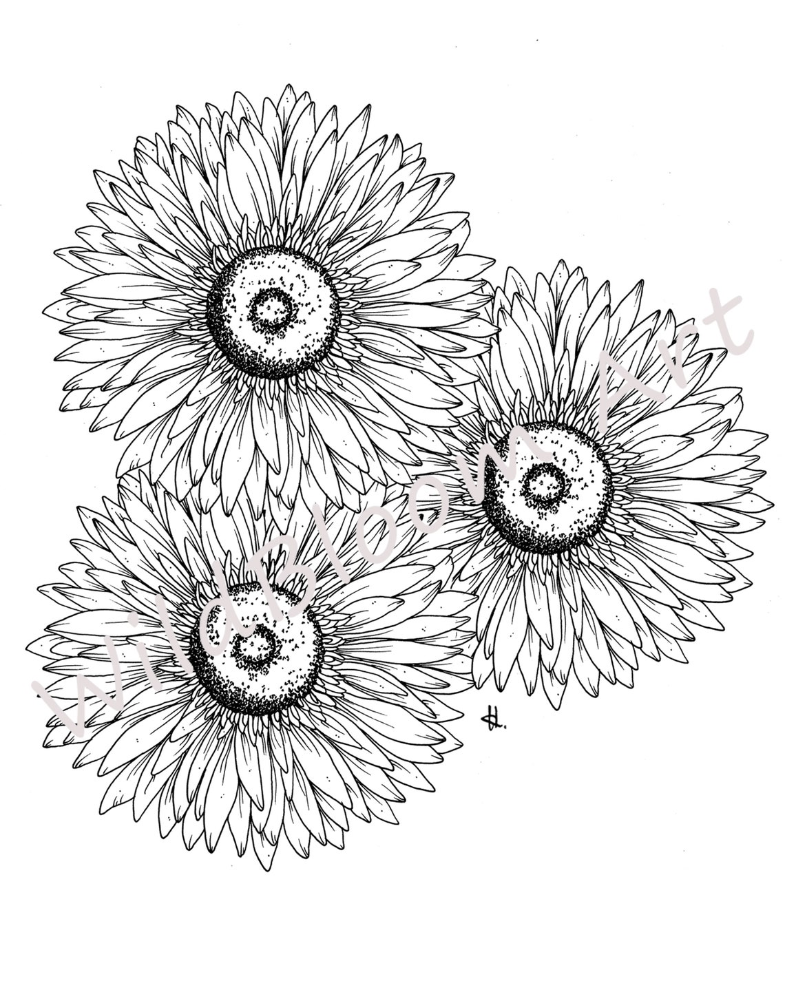 Gerberas Line Drawing, Printable Art, Botanical Illustration, Botanical ...