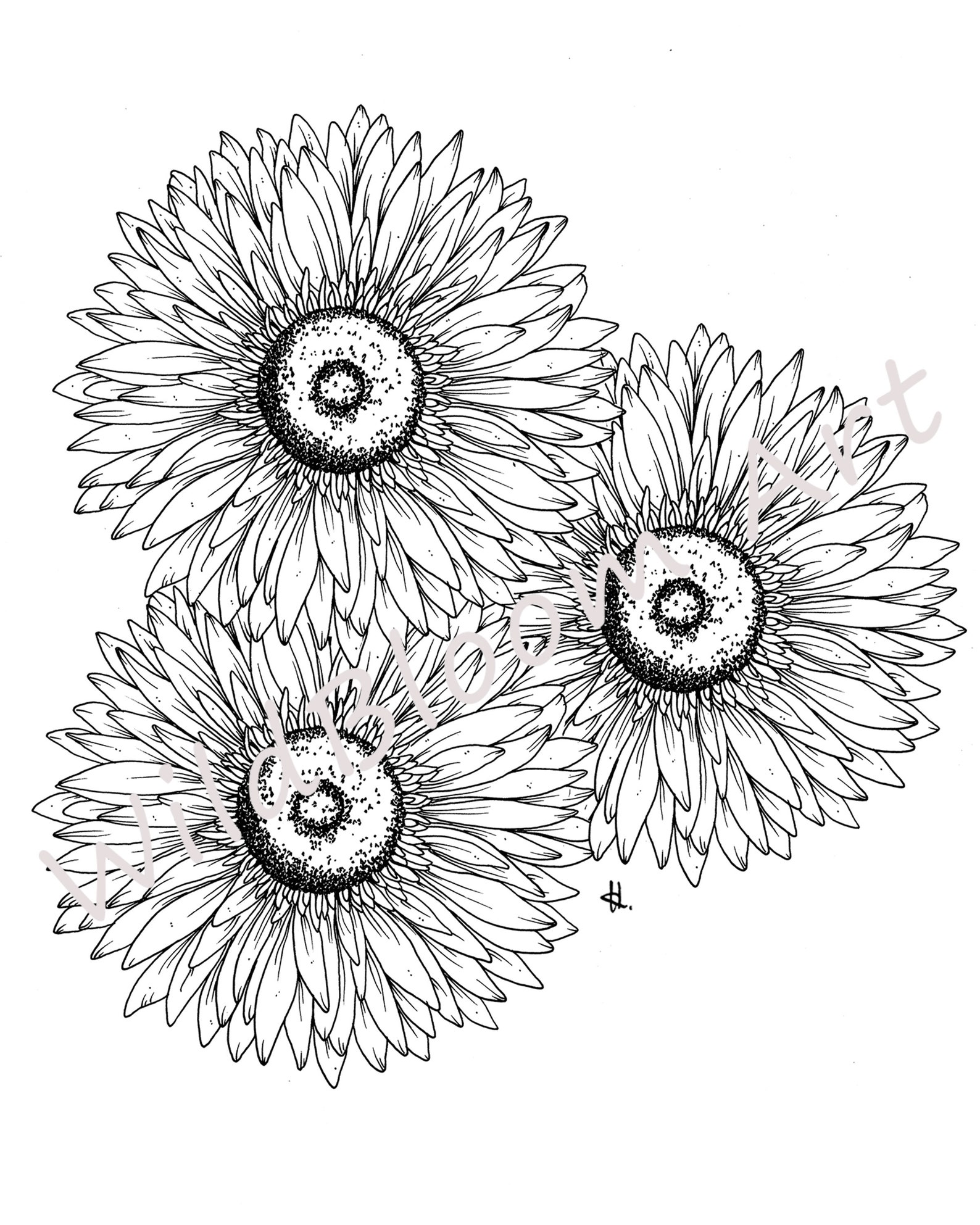 Gerberas Line Drawing, Printable Art, Botanical Illustration, Botanical ...