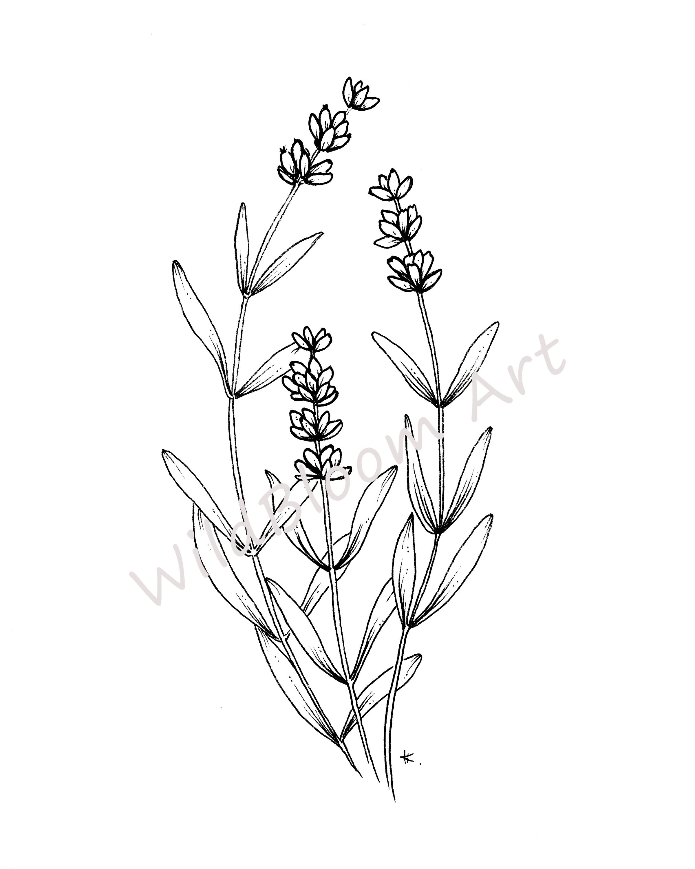 Lavender Line Drawing, Botanical Print, Hand Drawn Florals ...