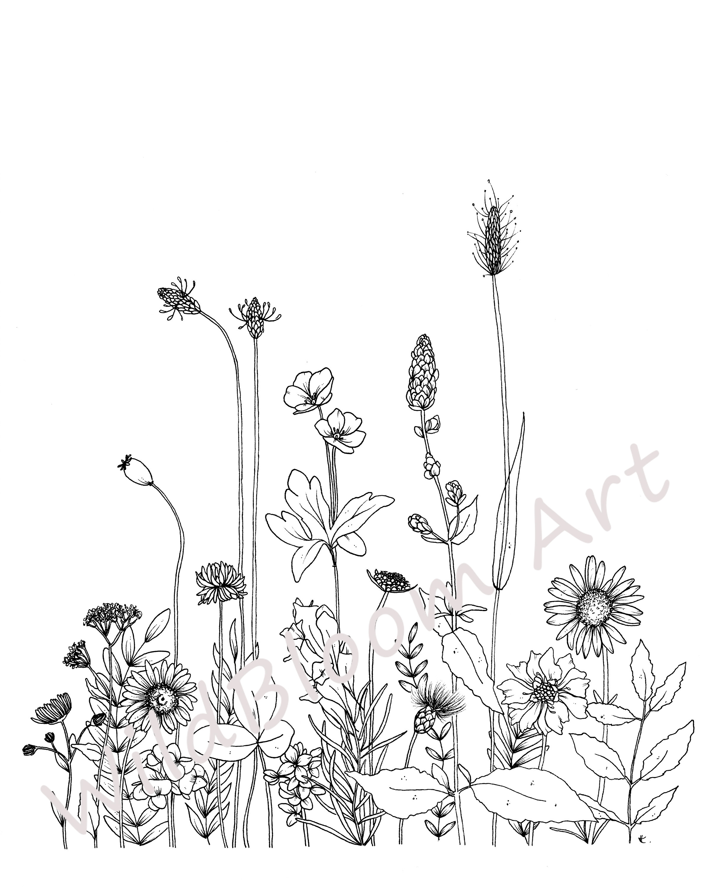 Wildflower Line Drawing, Botanical Print, Art Print, Flower Art Print ...