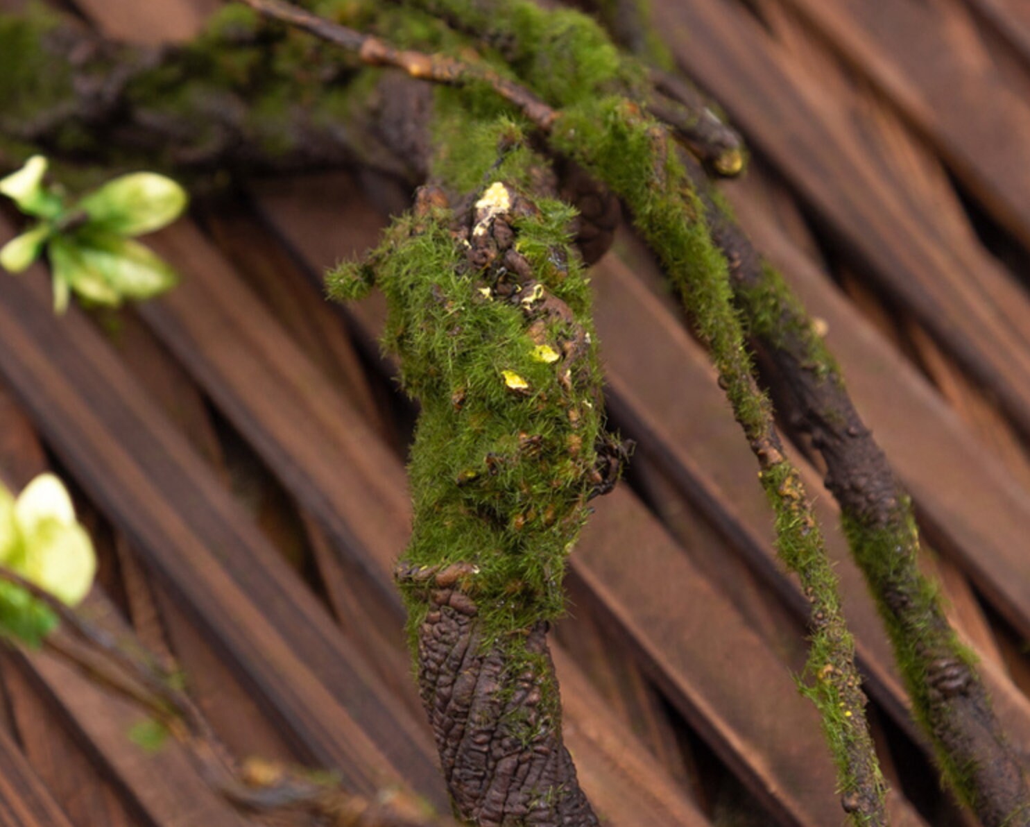 Green Moss Decorating Vine Add a Natural Touch Artificial Moss - Etsy ...