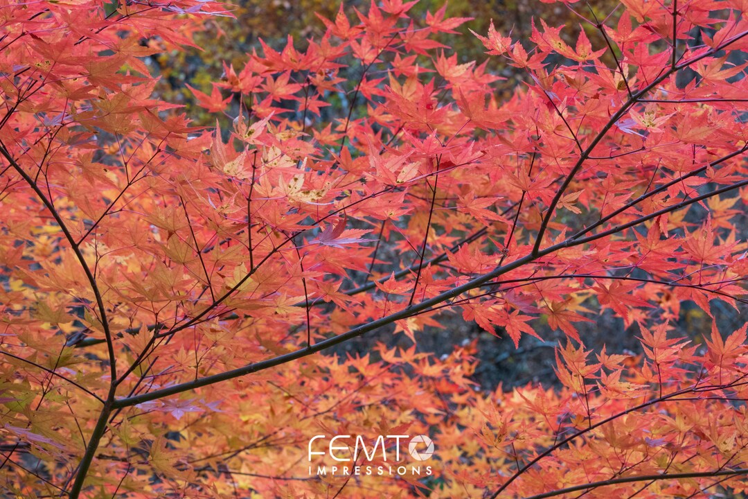 Autumn Red Leaves Photography. Fall Peaceful Decor. Nature Decor. Home ...