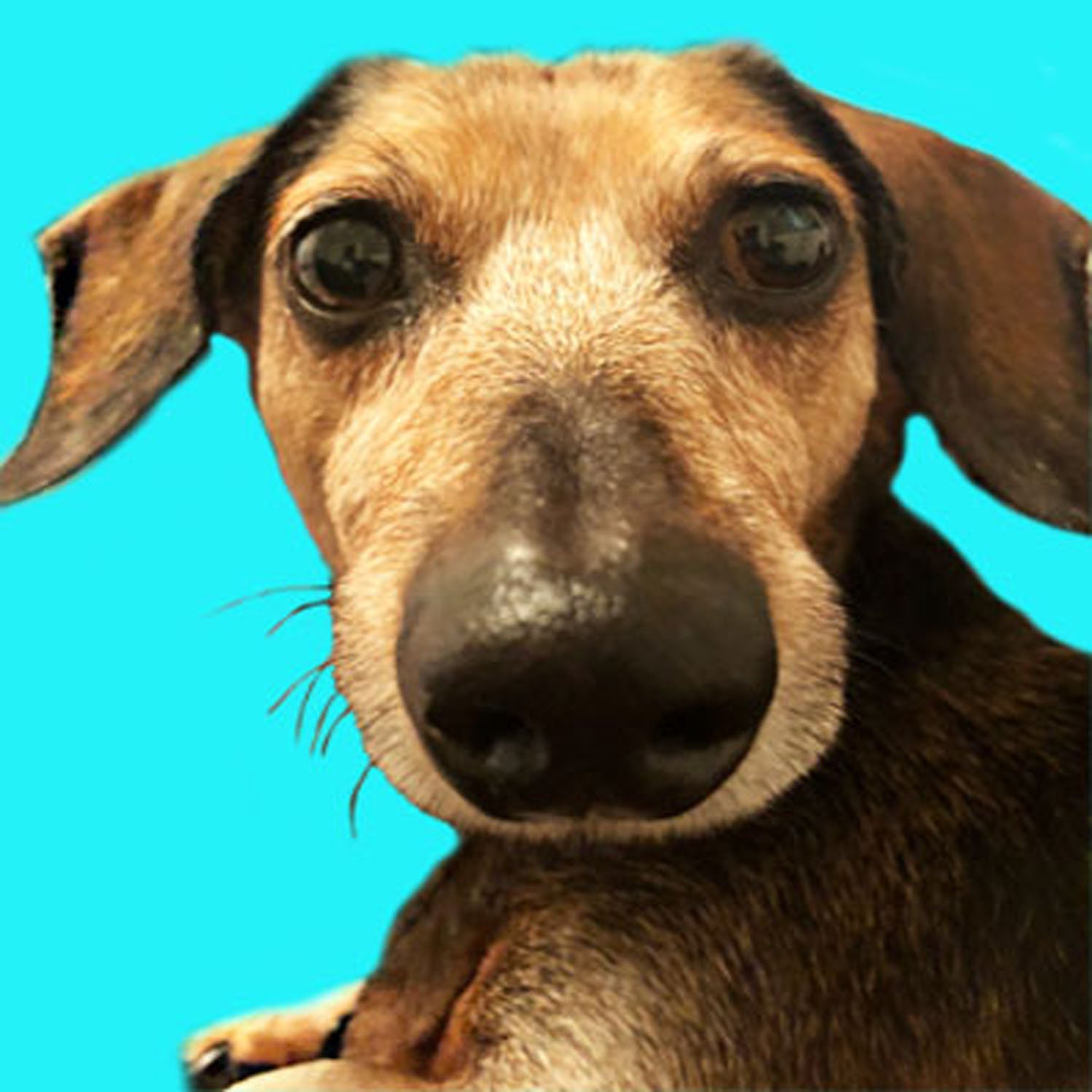 Greeting Cards Dog Greeting Cards Birthday Cards Funny Dog Etsy greeting-cards-dog-greeting-cards-birthday-cards-funny-dog-etsy
