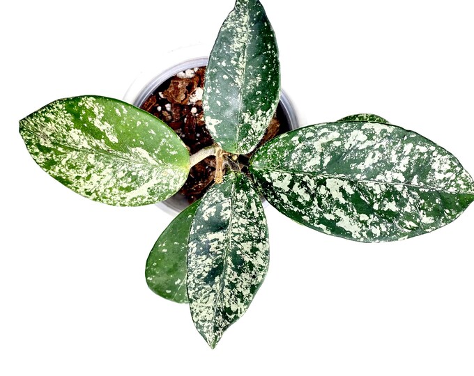 Hoya Carnosa Freckles Splash - Etsy