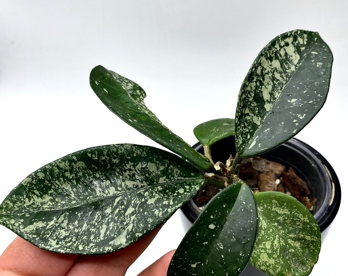 Hoya Carnosa Freckles Splash - Etsy