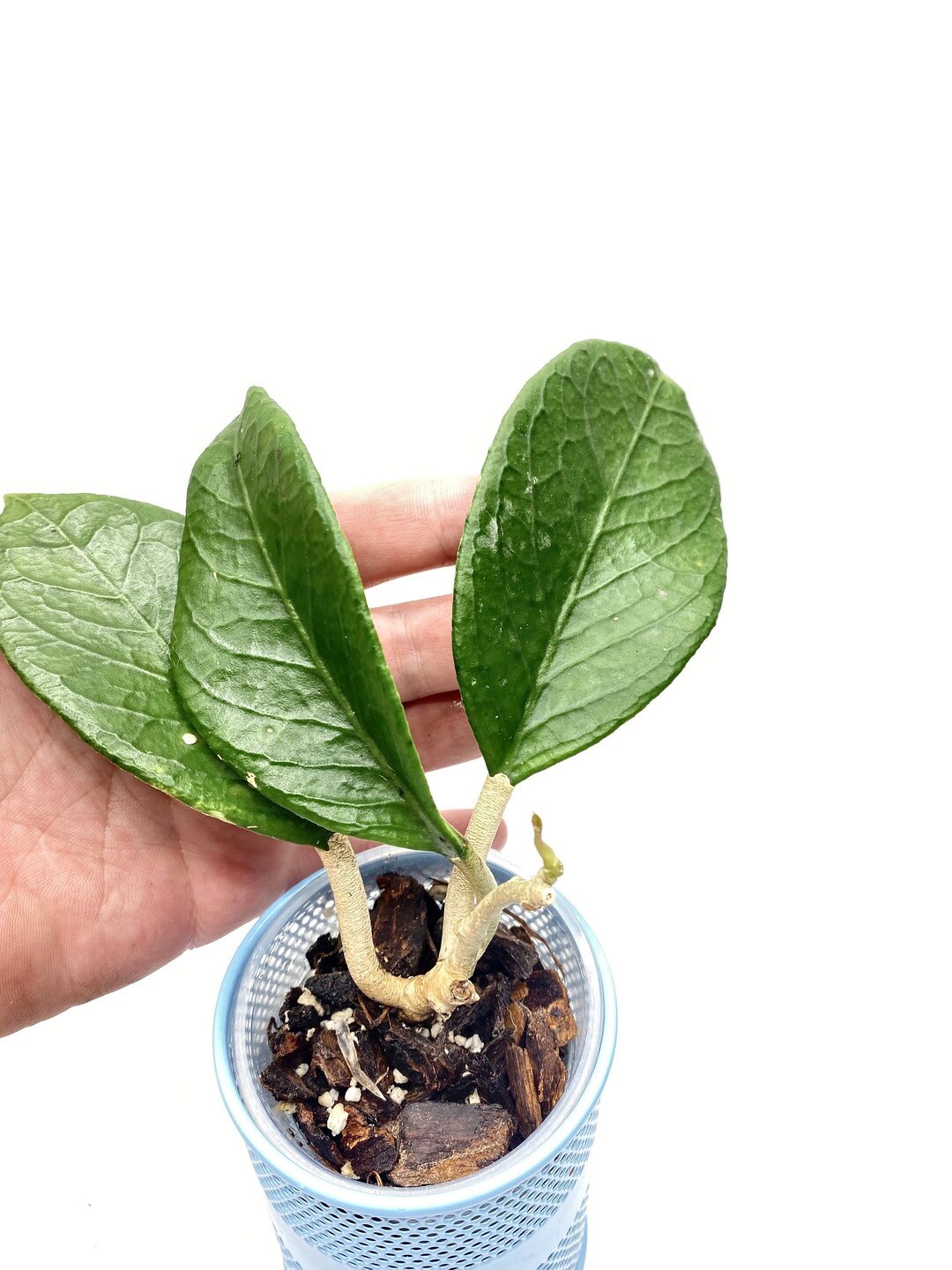 Hoya Timor Leste - Etsy