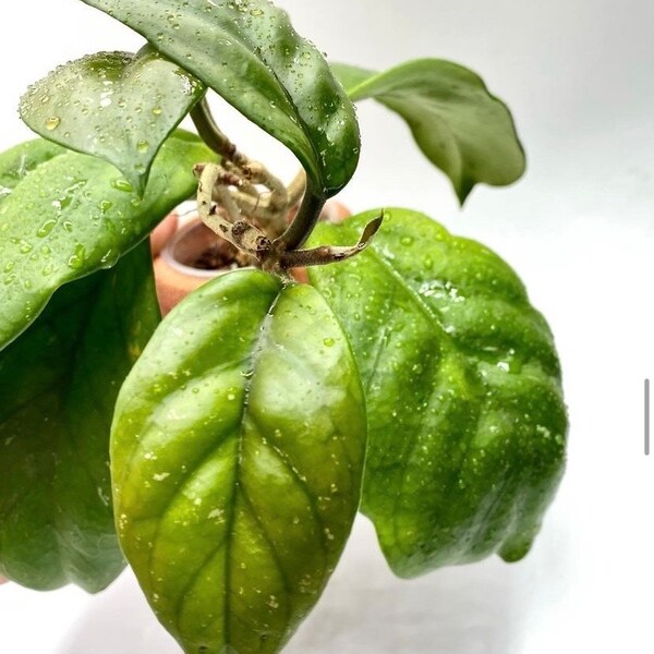 Hoya Pubicalyx X Fungii Splash Etsy