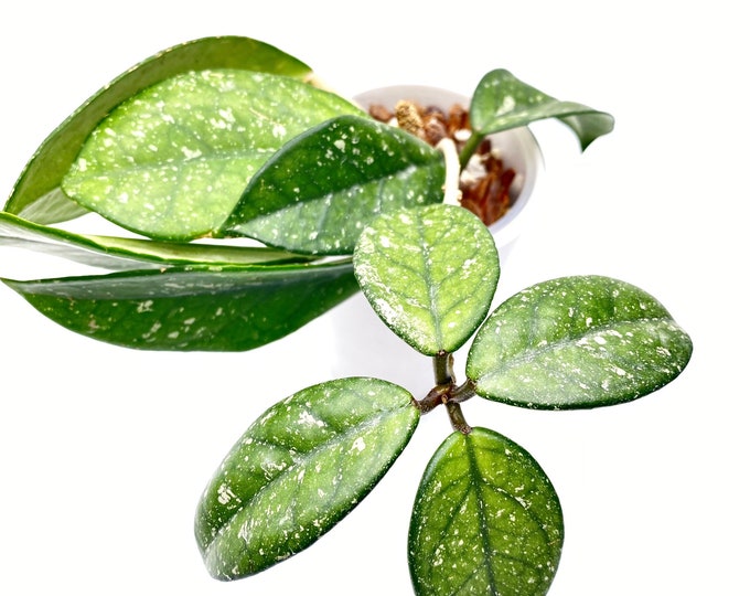 Heirloom Hoya Carnosa Splash - Etsy
