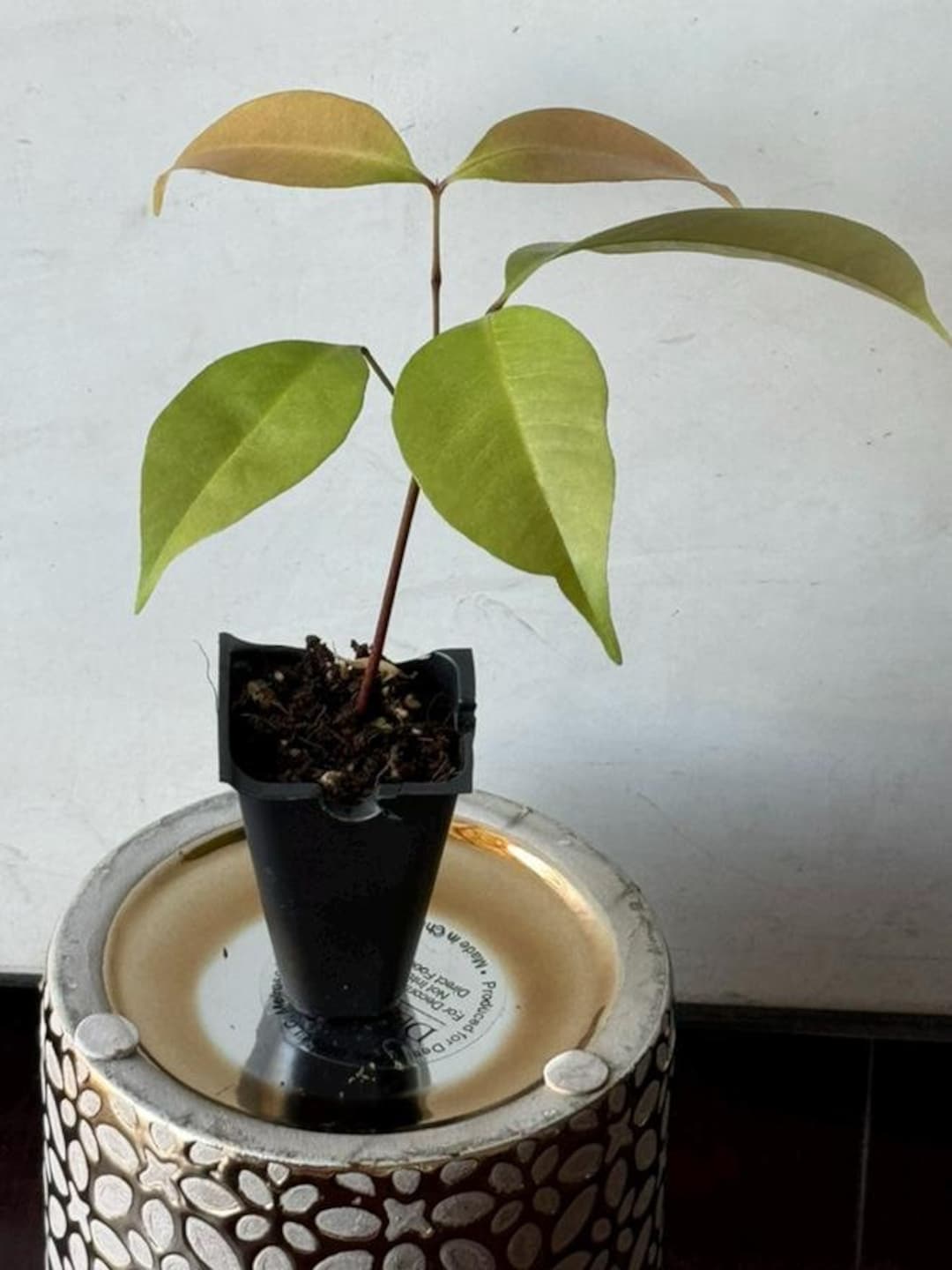 Live Emperor Lychee Plant No State Restrictions! - Etsy