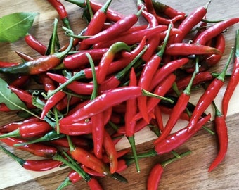 Siling Labuyo RARE Filipino Chili Pepper Seeds Free Shipping the ...