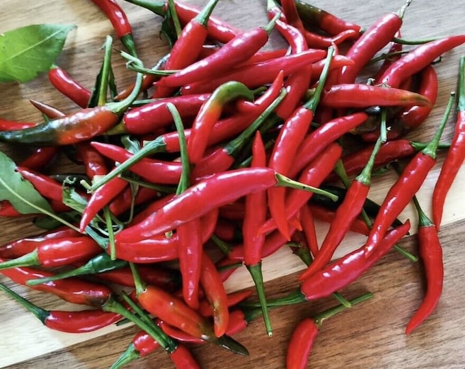 Philippine Siling Labuyo Department of Agriculture Hot Sili Seeds ...