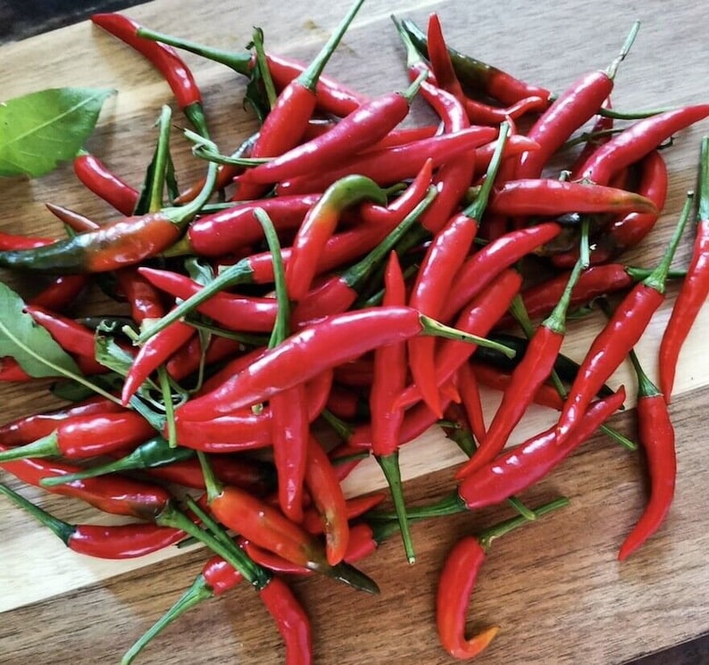 Filipino Bird's Eye Pepper Seeds Siling Labuyo Organically - Etsy