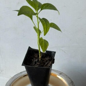 Live Filipino Bird's Eye Wild Chili Pepper Siling Labuyo Plant. SHIPS ...